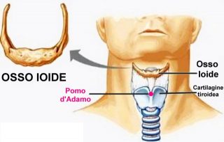 Ossa della testa o cranio | MedicinaGram